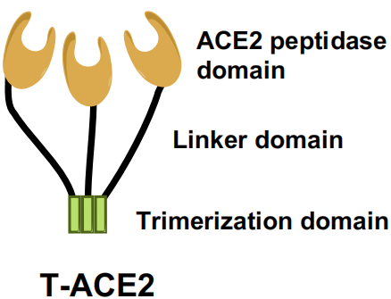 西湖实验室-科研进展 | 西湖实验室党波波团队联合香港大学袁硕峰团队设计增强版ACE2三聚体蛋白，高效抑制新冠病毒入侵