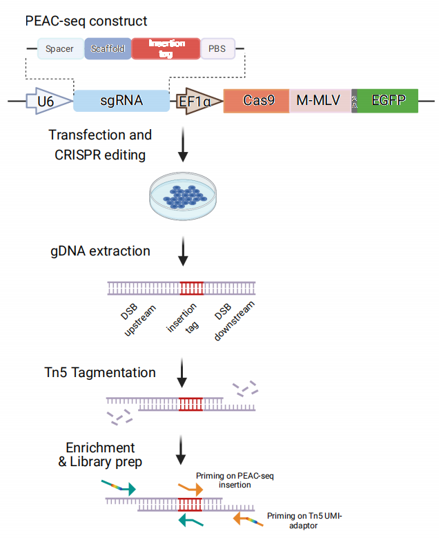 西湖实验室-科研进展 | 西湖实验室马丽佳团队开发“PEAC-seq”鉴定体内CRISPR基因编辑引起的脱靶和染色体易位