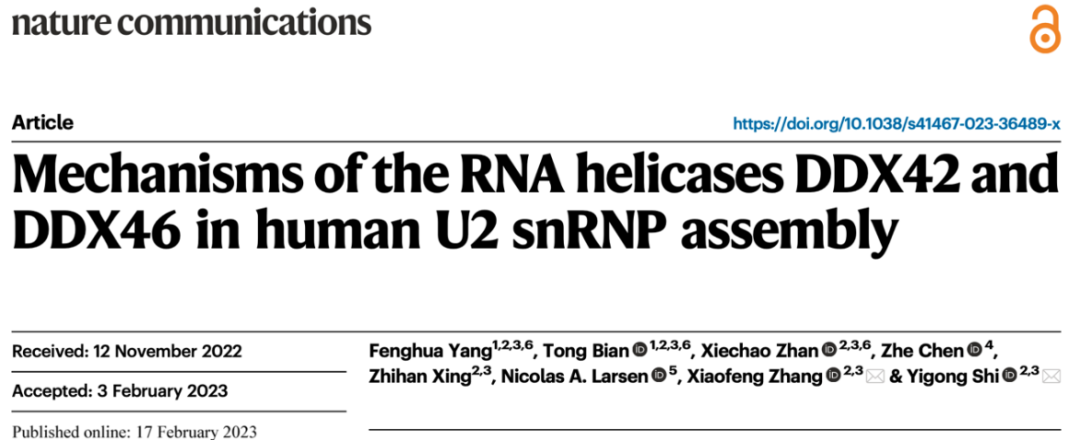 西湖实验室-科研进展 | 西湖实验室施一公团队发文报道RNA解旋酶DDX42和DDX46在U2 snRNP组装过程中的不同作用机制