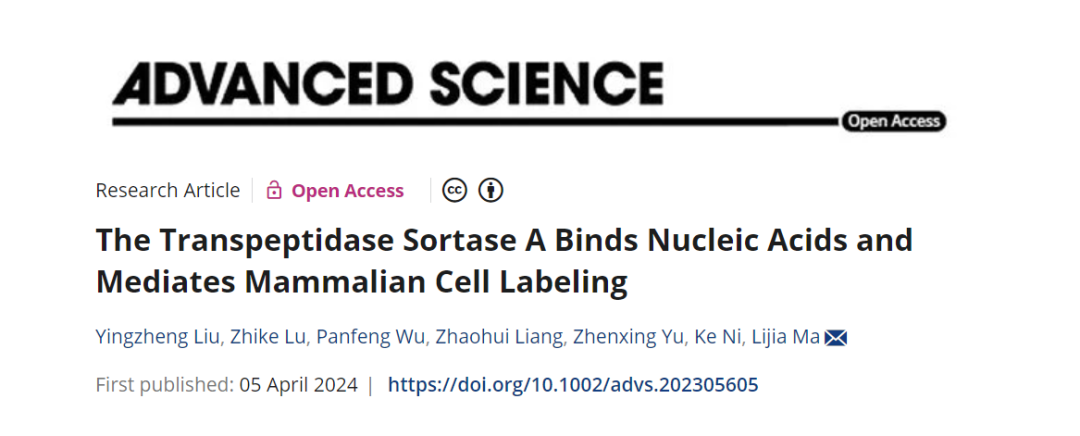 西湖实验室-科研进展 | 西湖实验室马丽佳团队发现转肽酶Sortase结合核酸分子并介导核酸分子标记细胞